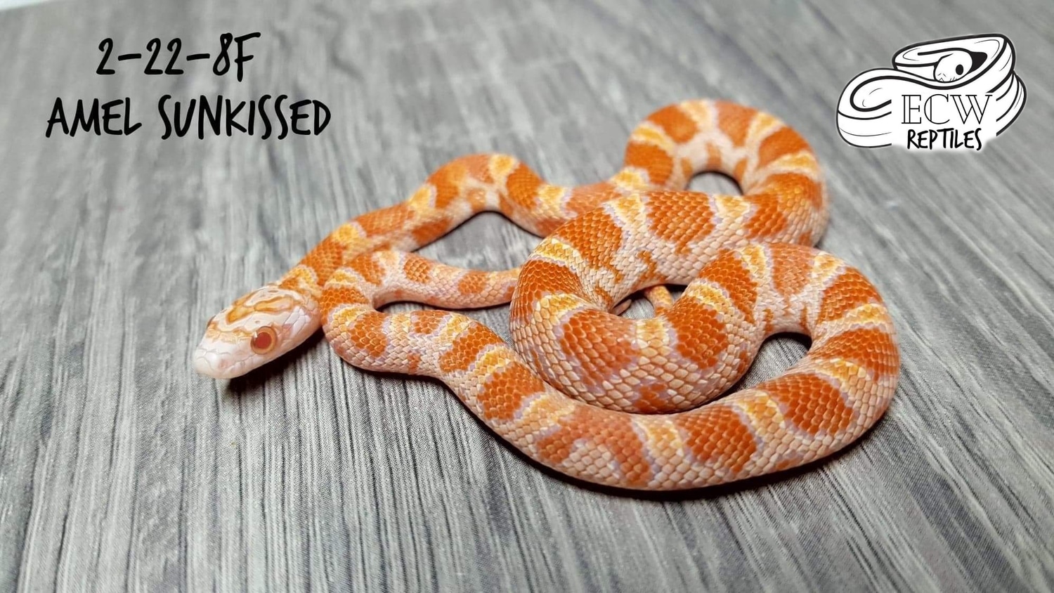Amel Sunkissed Corn Snake by ECW Reptiles - MorphMarket