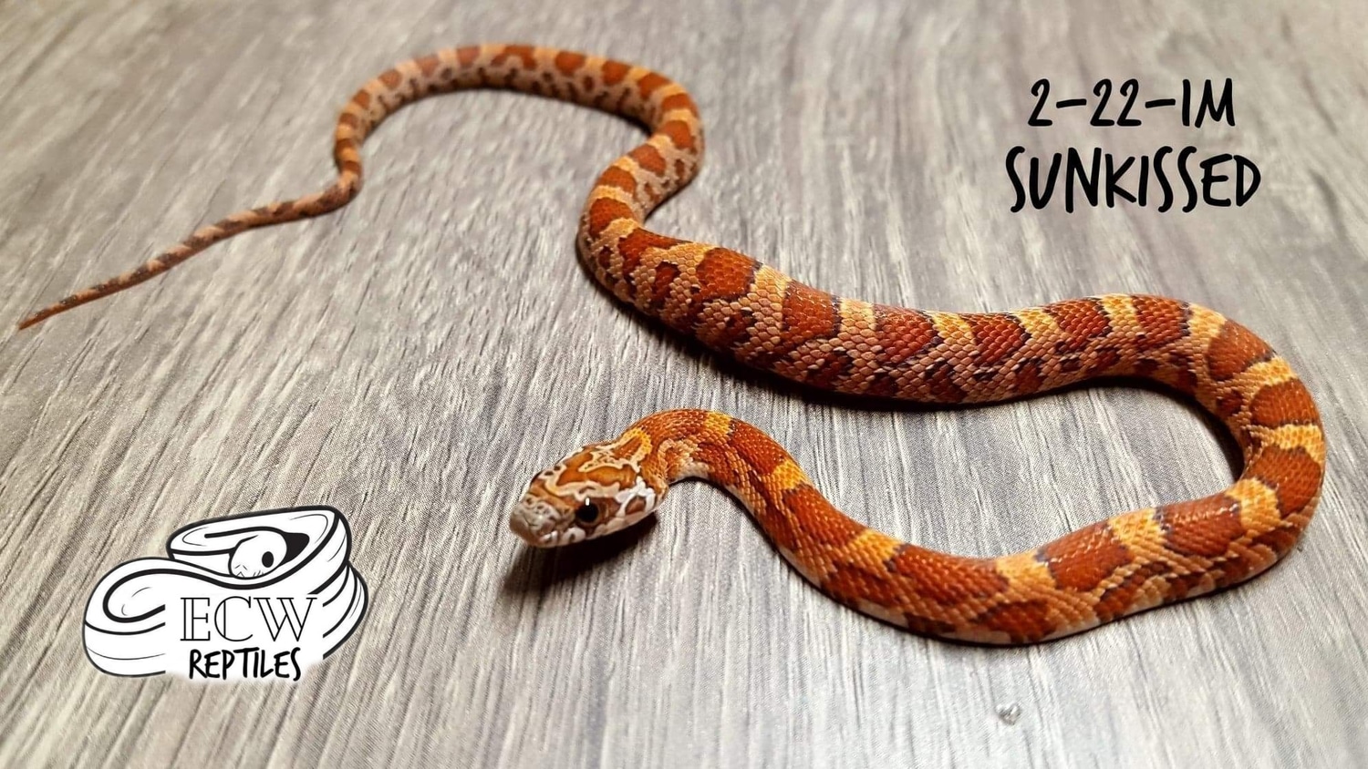Sunkissed Corn Snake by ECW Reptiles - MorphMarket