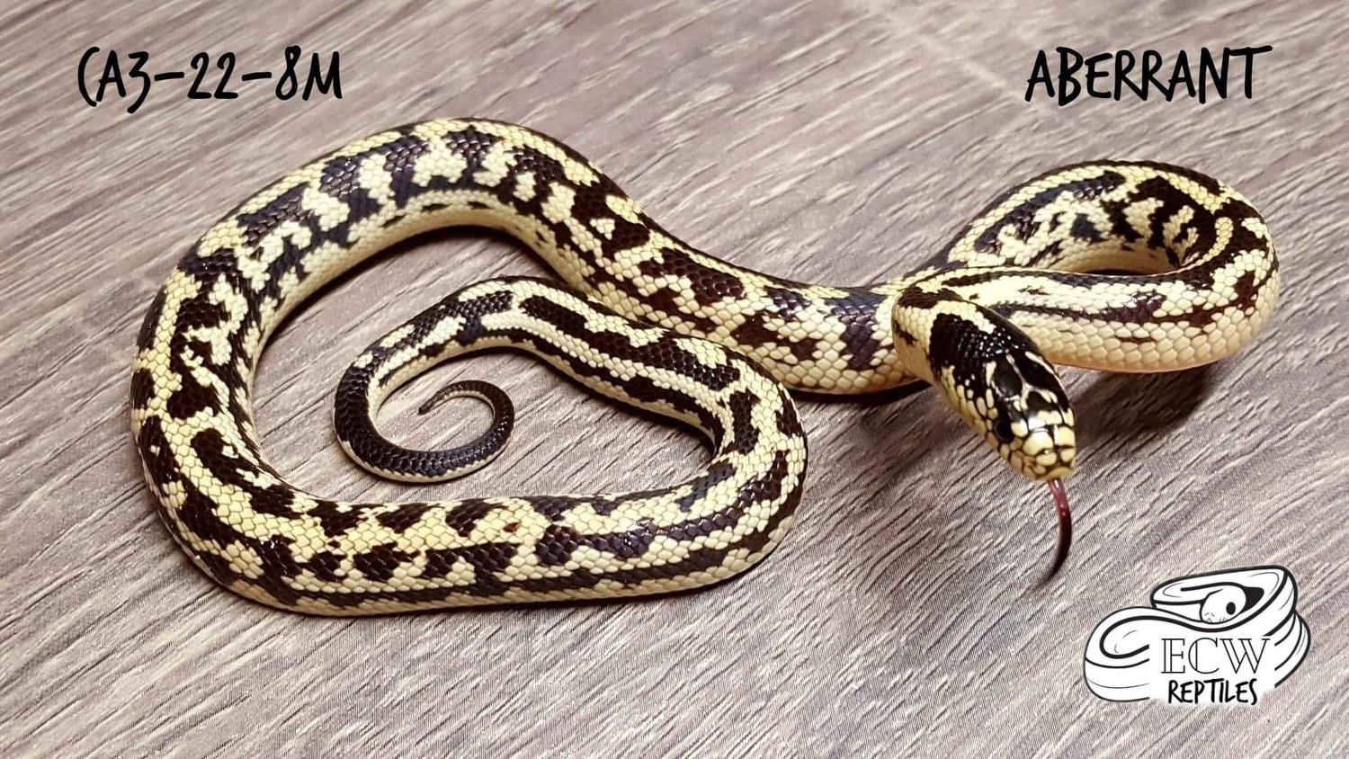 Aberrant California Kingsnake by ECW Reptiles - MorphMarket