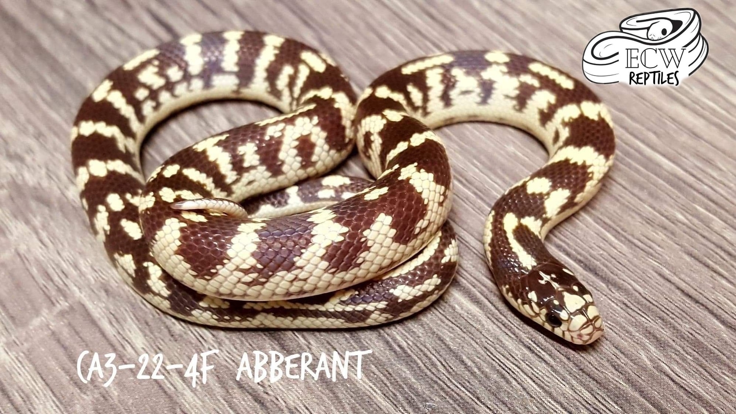 Aberrant California Kingsnake by ECW Reptiles - MorphMarket