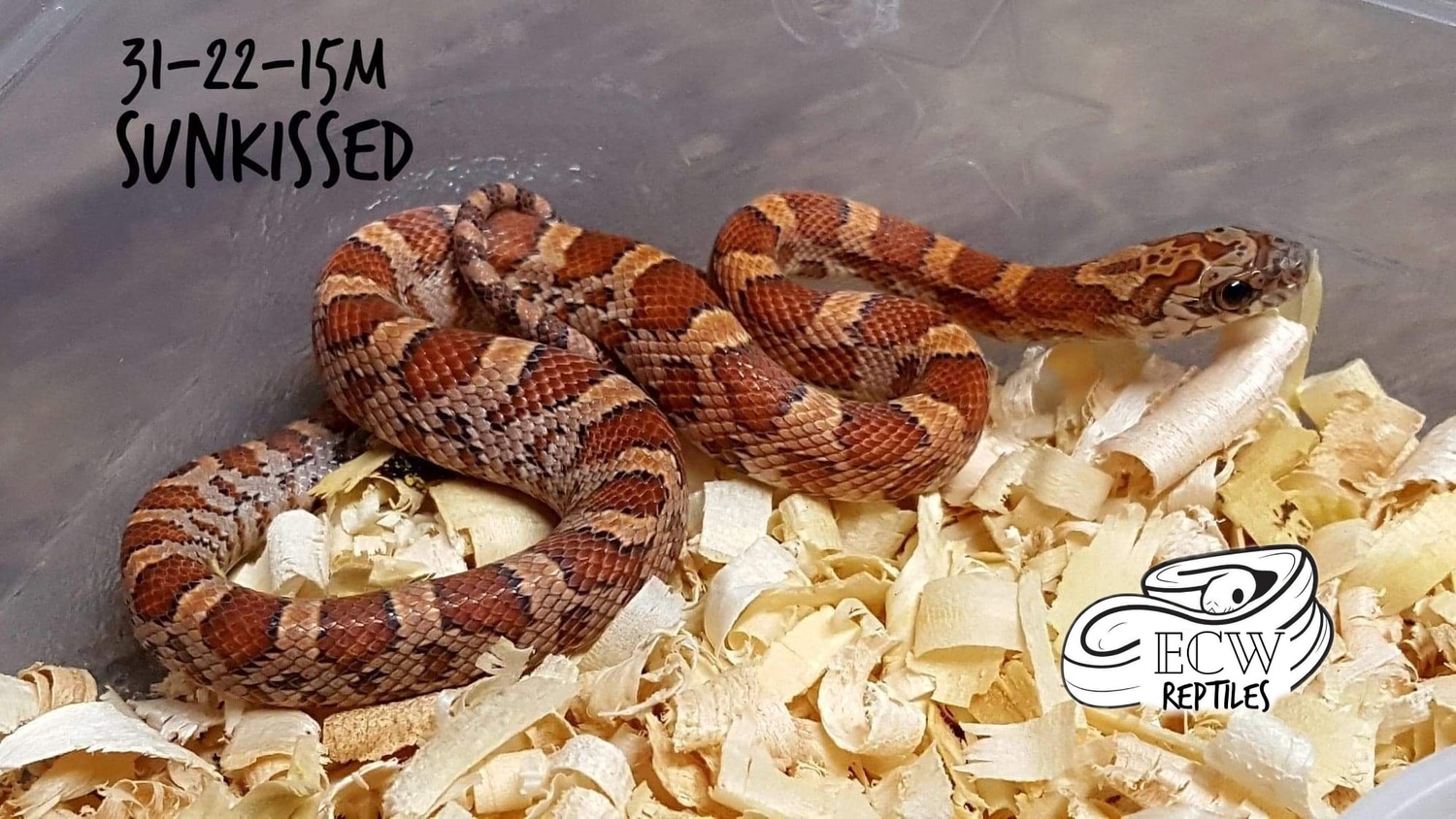 Sunkissed Corn Snake by ECW Reptiles - MorphMarket