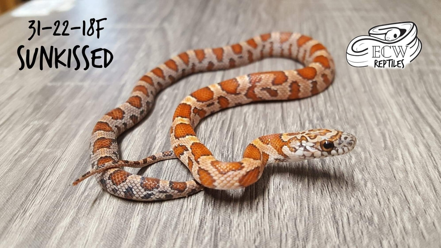 Sunkissed Corn Snake by ECW Reptiles - MorphMarket