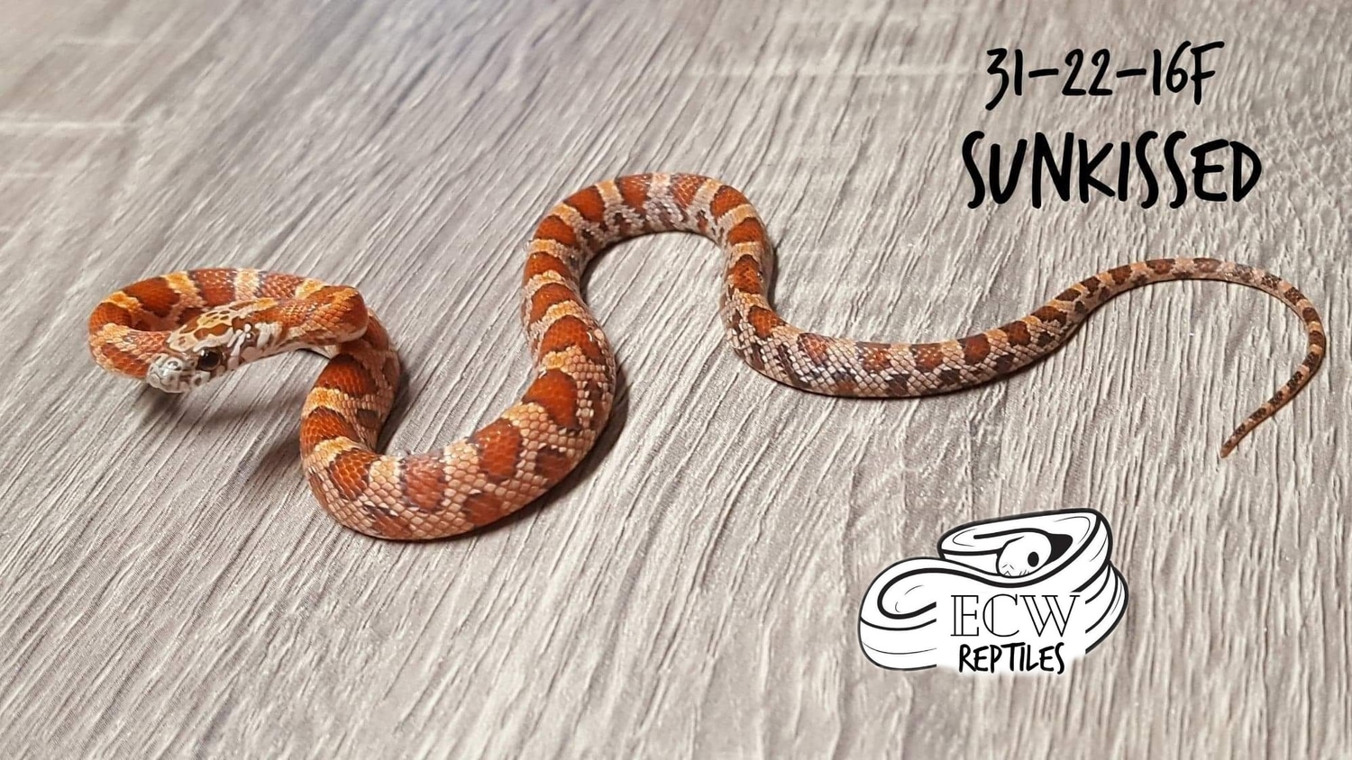 Sunkissed Corn Snake by ECW Reptiles - MorphMarket