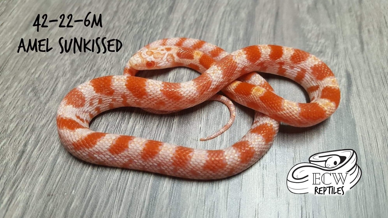 Amel Sunkissed Corn Snake by ECW Reptiles - MorphMarket