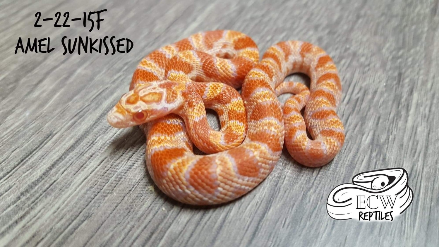Amel Sunkissed Corn Snake by ECW Reptiles - MorphMarket