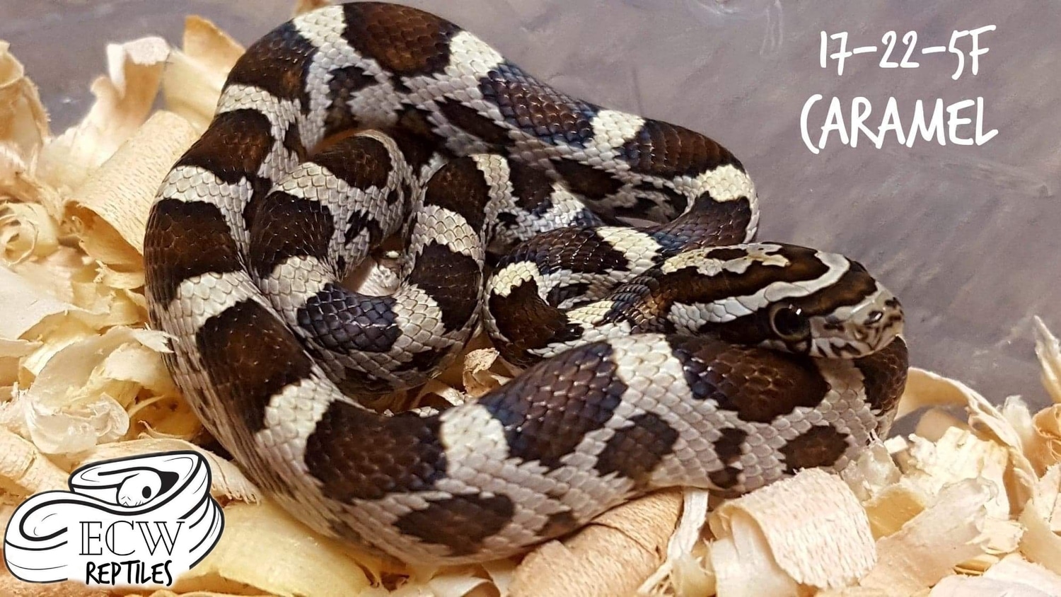 Caramel Corn Snake by ECW Reptiles - MorphMarket