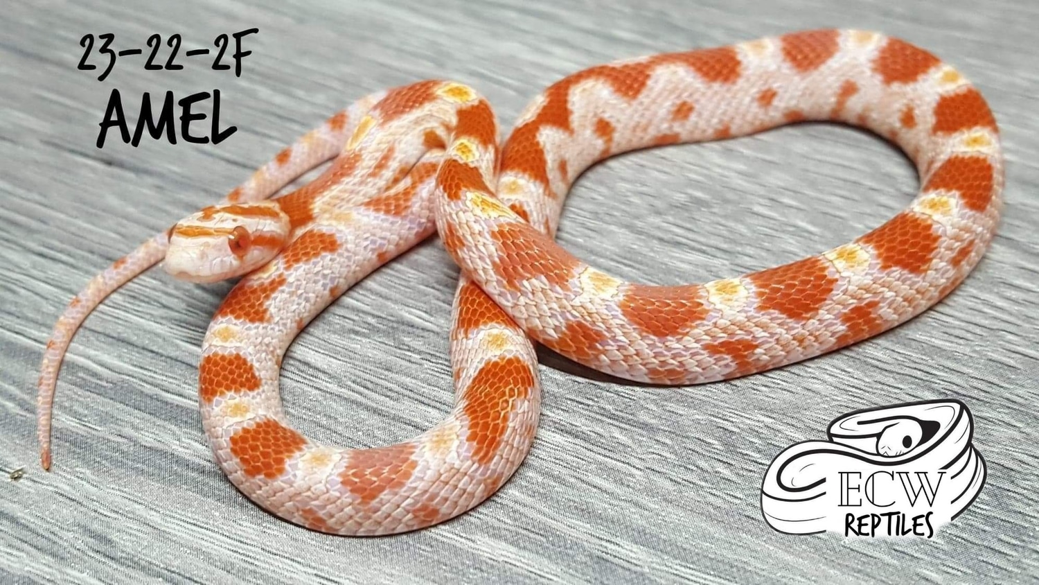 Amel Corn Snake by ECW Reptiles - MorphMarket