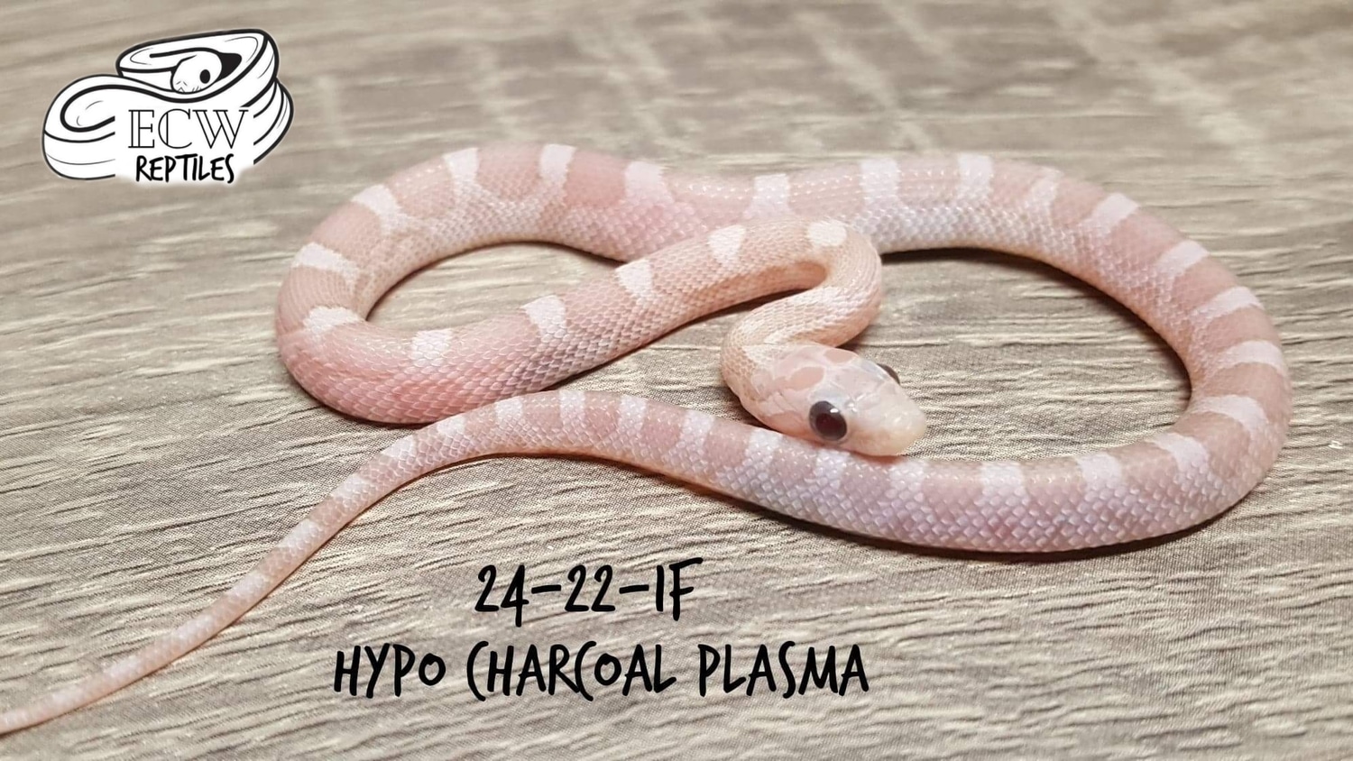 Hypo Charcoal Plasma Corn Snake by ECW Reptiles - MorphMarket