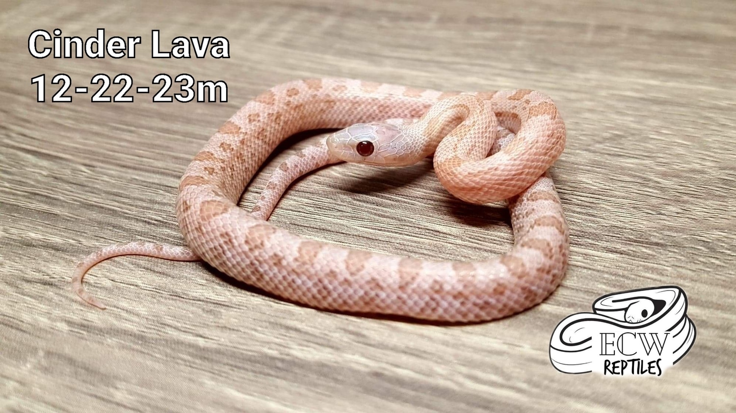 Cinder Lava Corn Snake by ECW Reptiles - MorphMarket