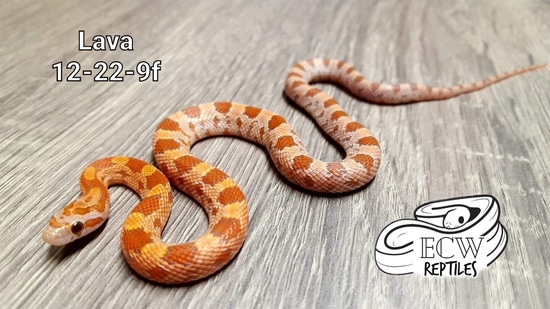 Lava Corn Snake by ECW Reptiles