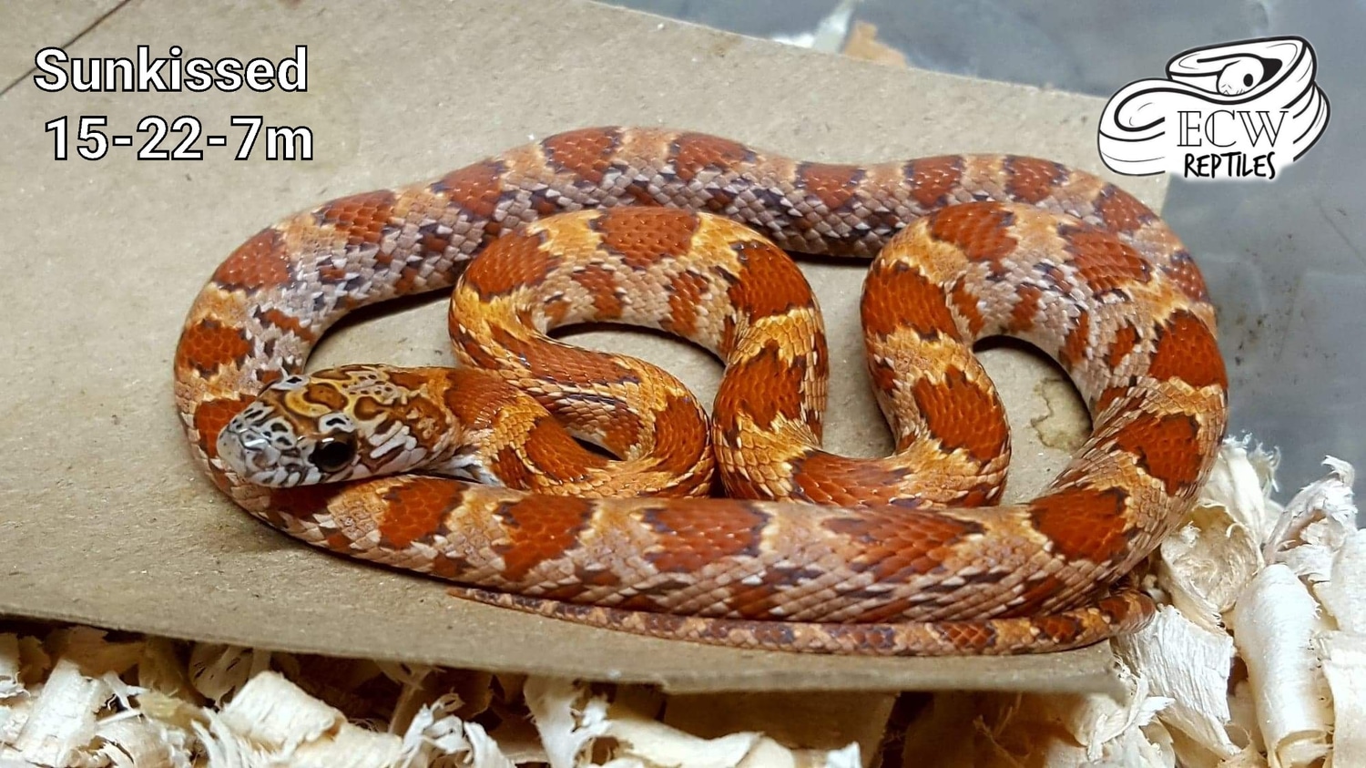 Sunkissed Corn Snake by ECW Reptiles - MorphMarket