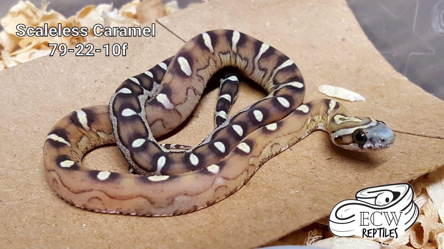 Scaleless Caramel Corn Snake by ECW Reptiles - MorphMarket