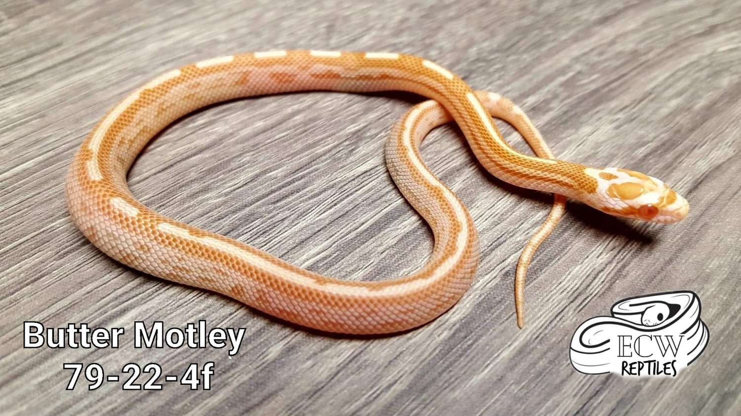 Butter Motley Corn Snake by ECW Reptiles - MorphMarket