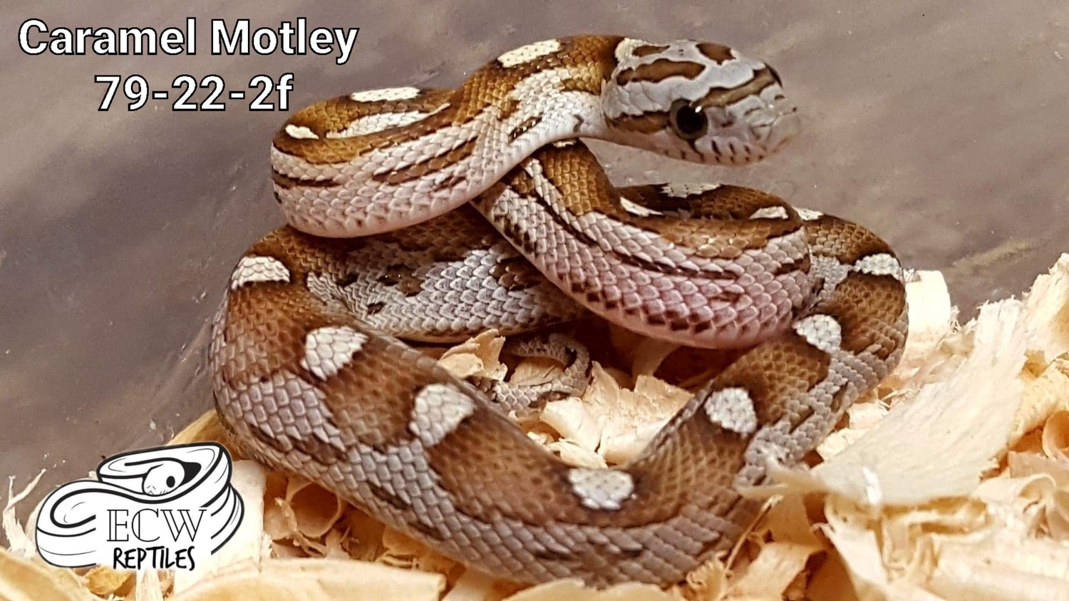 Caramel Motley Corn Snake by ECW Reptiles - MorphMarket