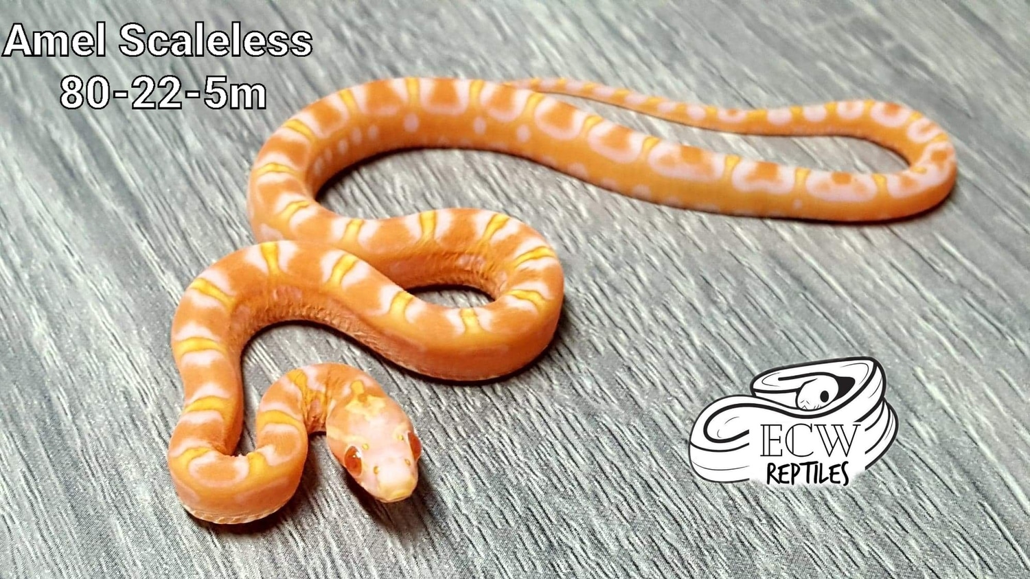 Amel Scaleless Corn Snake by ECW Reptiles - MorphMarket