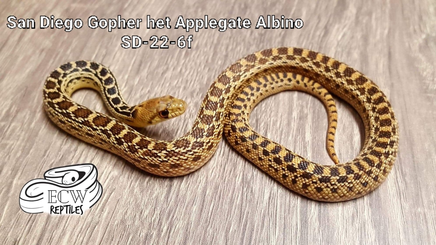 San Diego Het Applegate Albino Gopher Snake by ECW Reptiles - MorphMarket