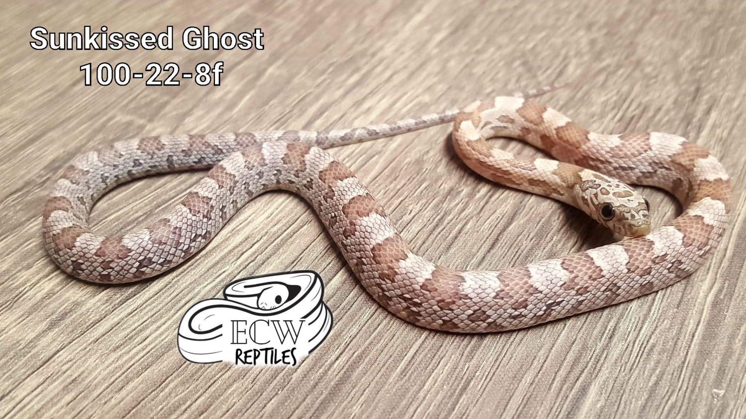Sunkissed Ghost Corn Snake by ECW Reptiles - MorphMarket