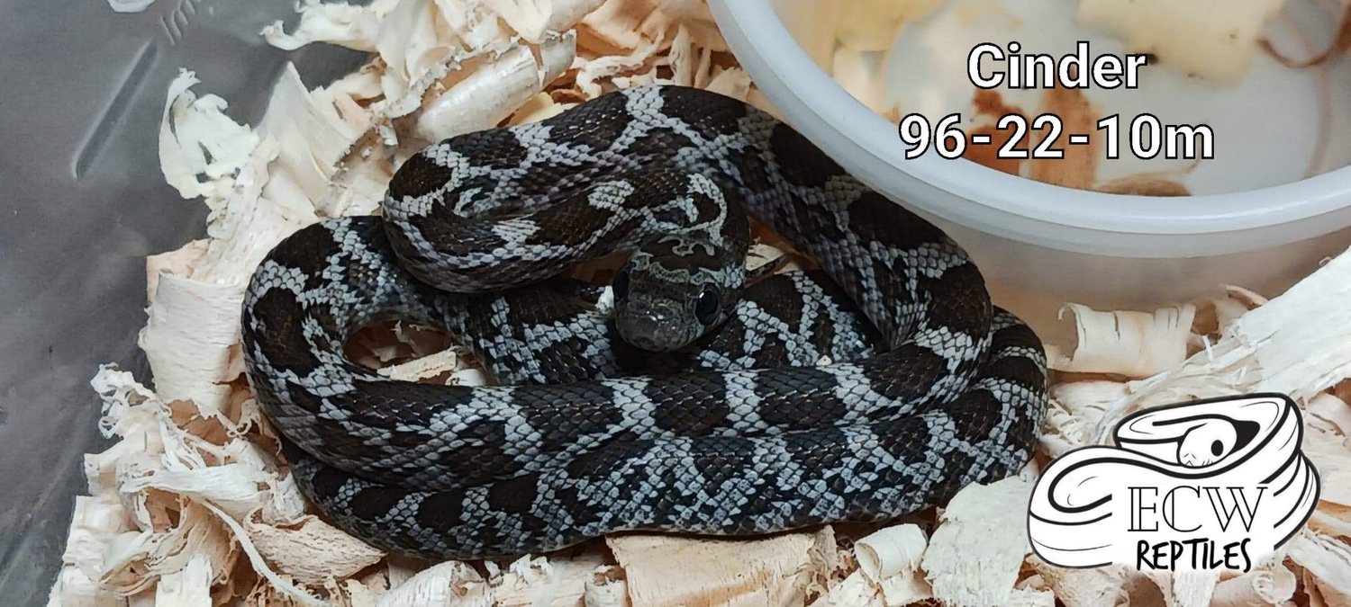 Cinder Corn Snake by ECW Reptiles - MorphMarket