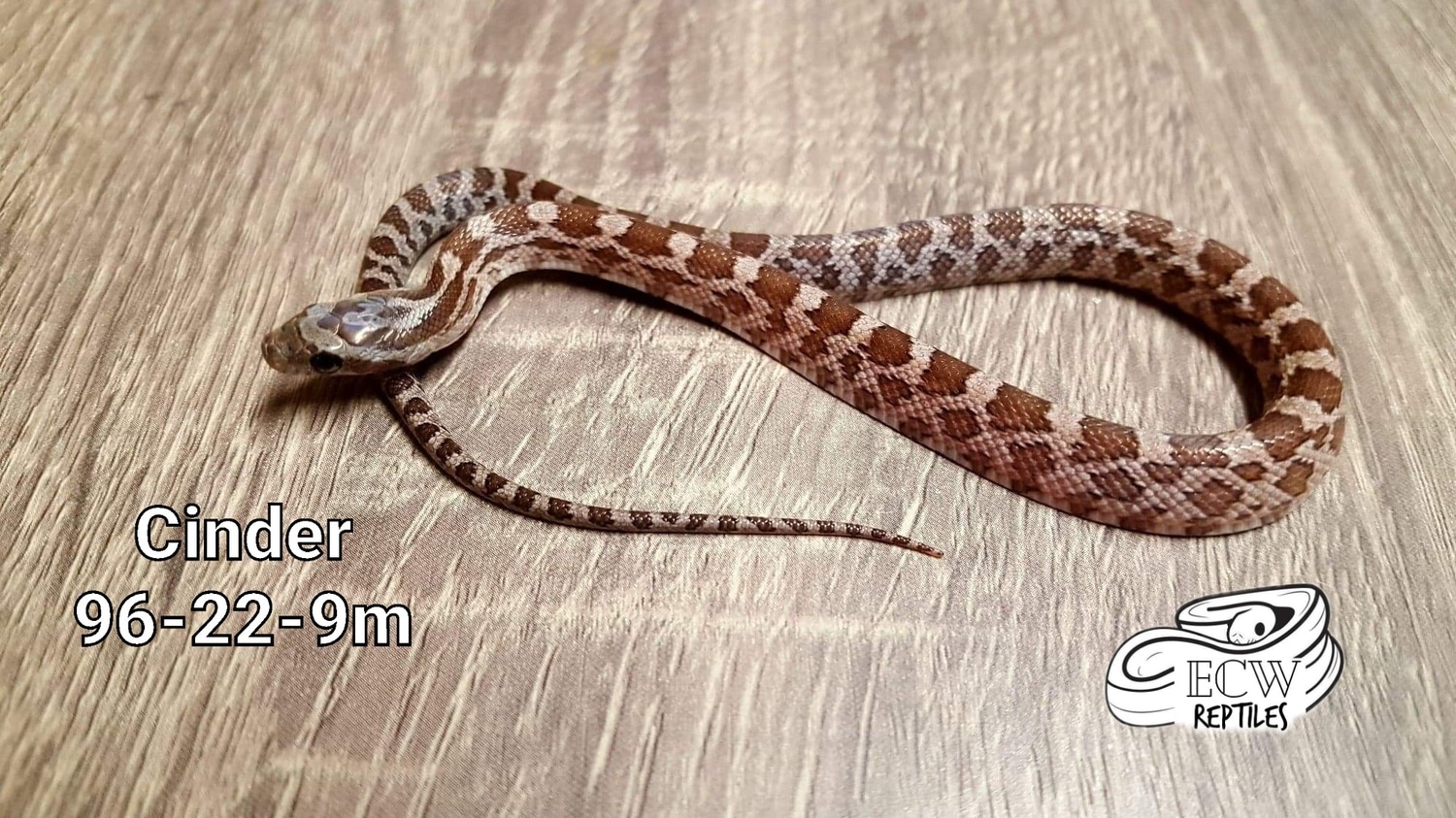 Cinder Corn Snake by ECW Reptiles - MorphMarket