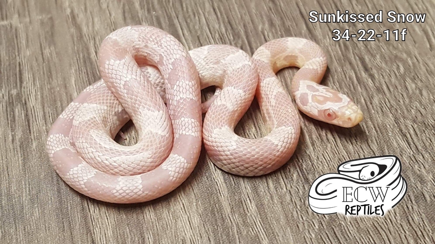 Sunkissed Snow Corn Snake by ECW Reptiles - MorphMarket
