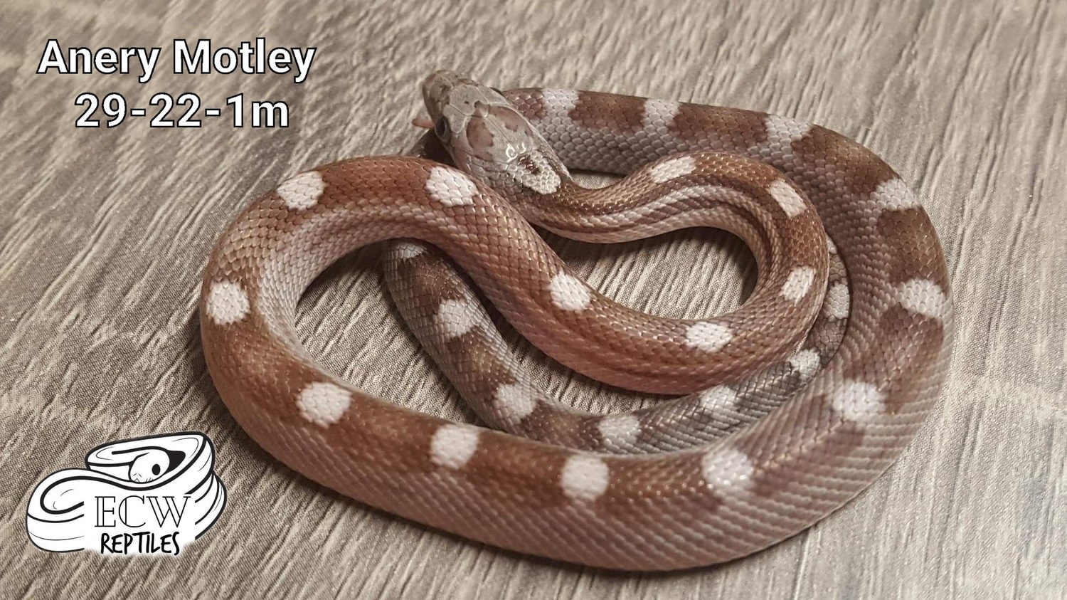 Anery Motley Corn Snake by ECW Reptiles - MorphMarket