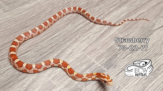 Strawberry Corn Snake by ECW Reptiles