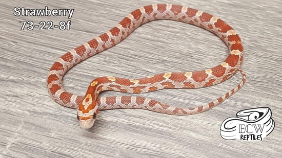 Strawberry Corn Snake by ECW Reptiles