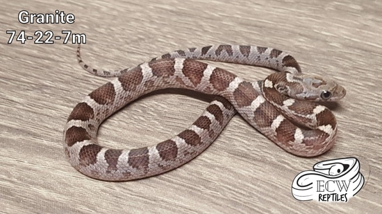 Granite Corn Snake by ECW Reptiles