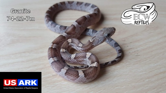Granite Corn Snake by ECW Reptiles