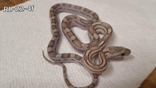 Anery Motley Corn Snake by ECW Reptiles