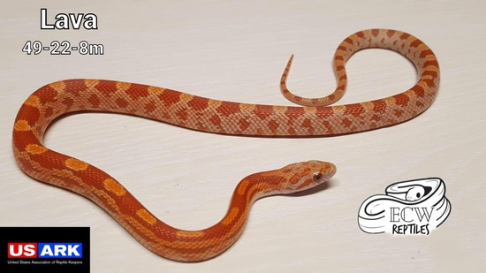 Lava Corn Snake by ECW Reptiles