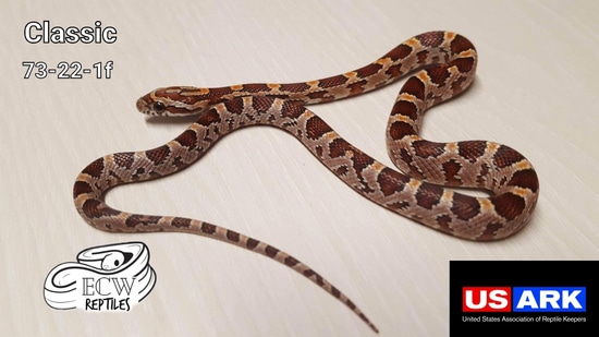 Classic Corn Snake by ECW Reptiles