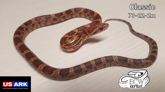Classic Corn Snake by ECW Reptiles