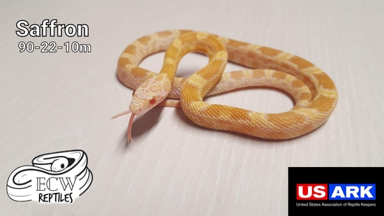 Saffron Corn Snake by ECW Reptiles