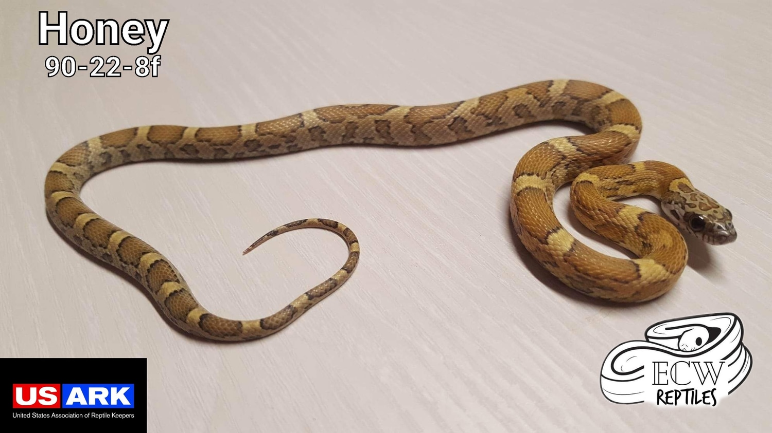 Honey Corn Snake by ECW Reptiles - MorphMarket