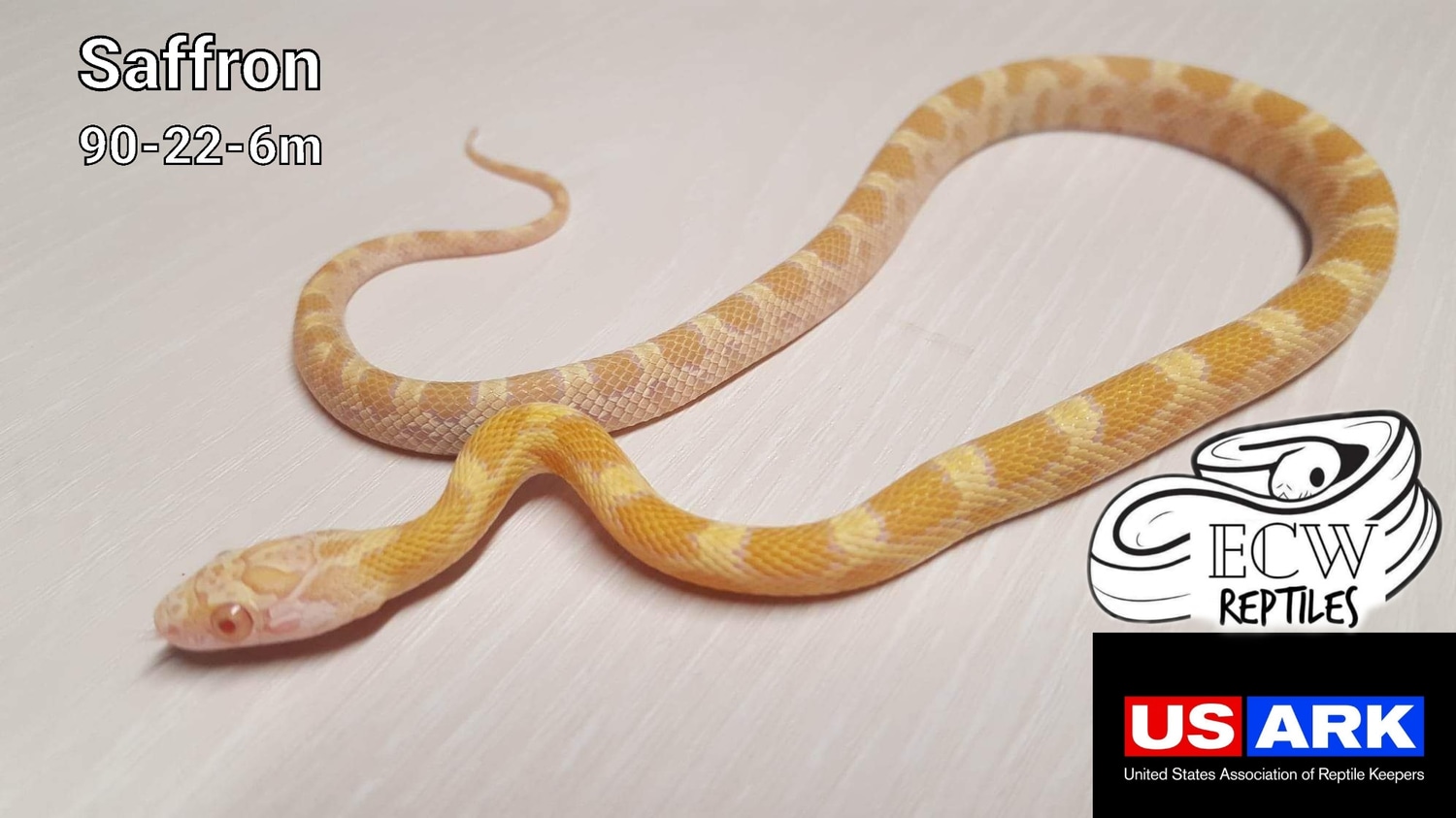 Saffron Corn Snake by ECW Reptiles - MorphMarket