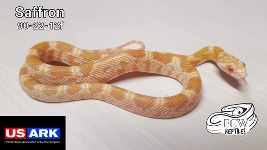 Saffron Corn Snake by ECW Reptiles