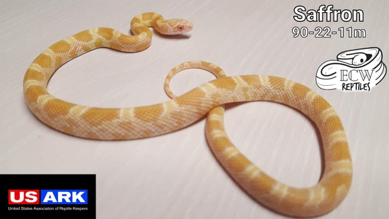 Saffron Corn Snake by ECW Reptiles