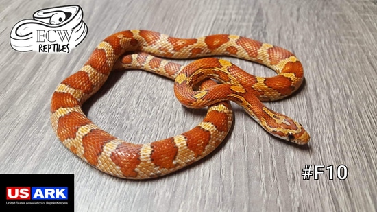 22' Classic Corn Snake by ECW Reptiles