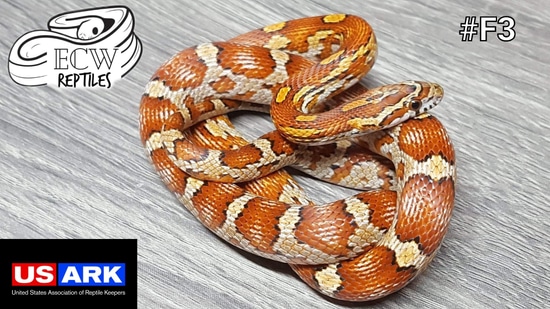 22' Classic Corn Snake by ECW Reptiles