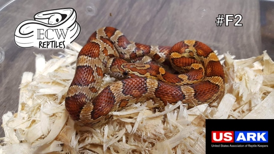 22' Classic Corn Snake by ECW Reptiles