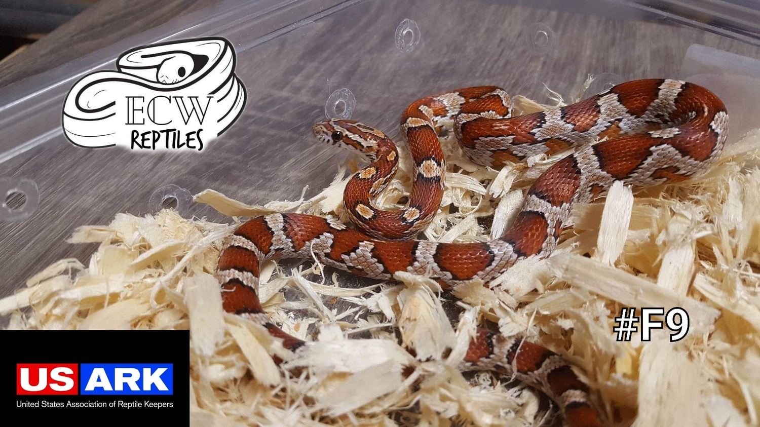 22' Classic Corn Snake by ECW Reptiles - MorphMarket