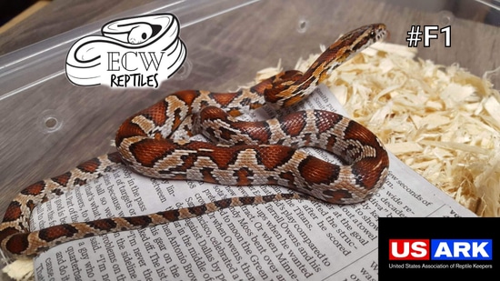 22' Classic Corn Snake by ECW Reptiles