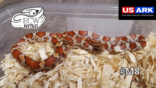 22' Classic Corn Snake by ECW Reptiles