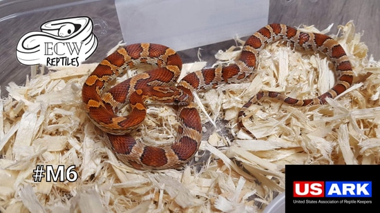 22' Classic Corn Snake by ECW Reptiles