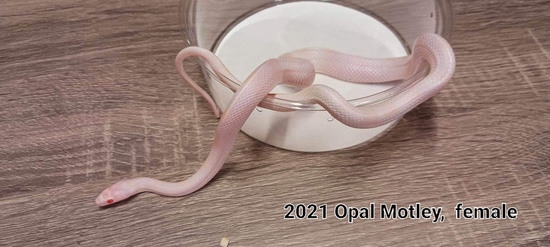 Opal Motley Corn Snake by ECW Reptiles