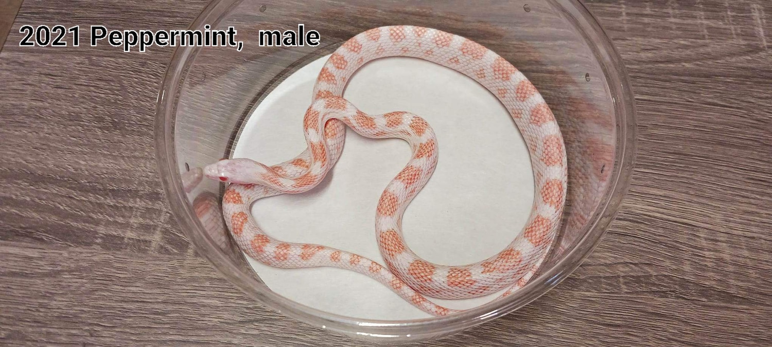 Peppermint Corn Snake by ECW Reptiles - MorphMarket