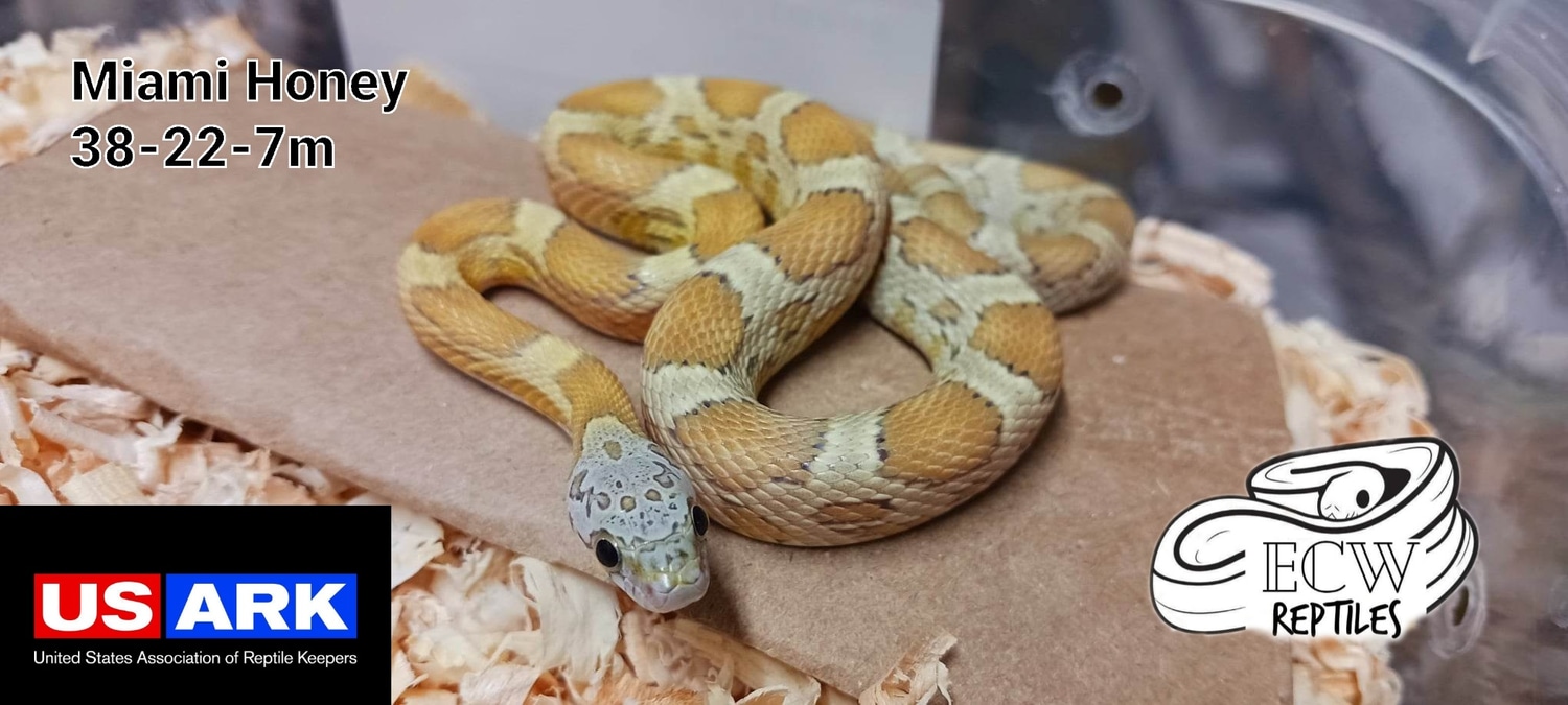 Miami Honey Corn Snake by ECW Reptiles - MorphMarket