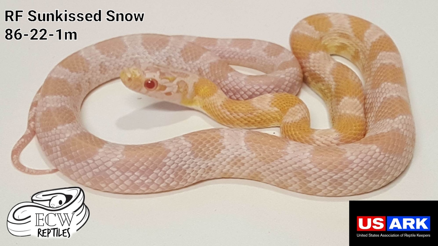 Red Factor Sunkissed Snow Corn Snake by ECW Reptiles - MorphMarket