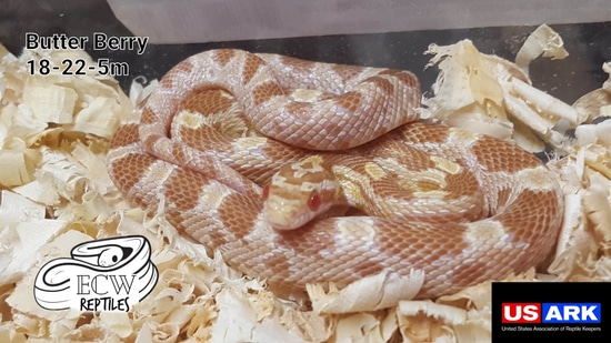 Butter Berry Corn Snake by ECW Reptiles